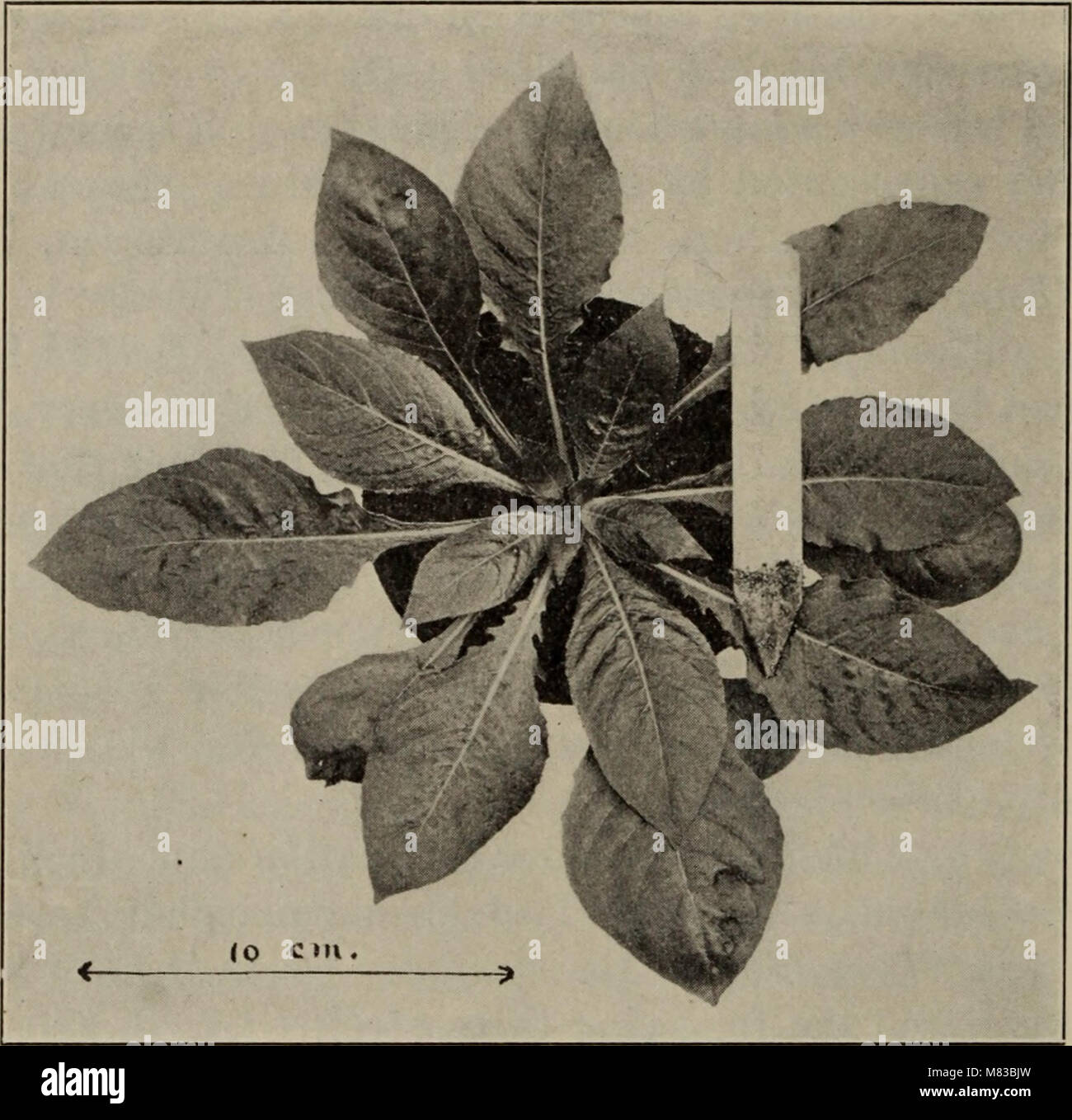 'Contributions from the Laboratory of Plant Genetics' (1909) is a ...