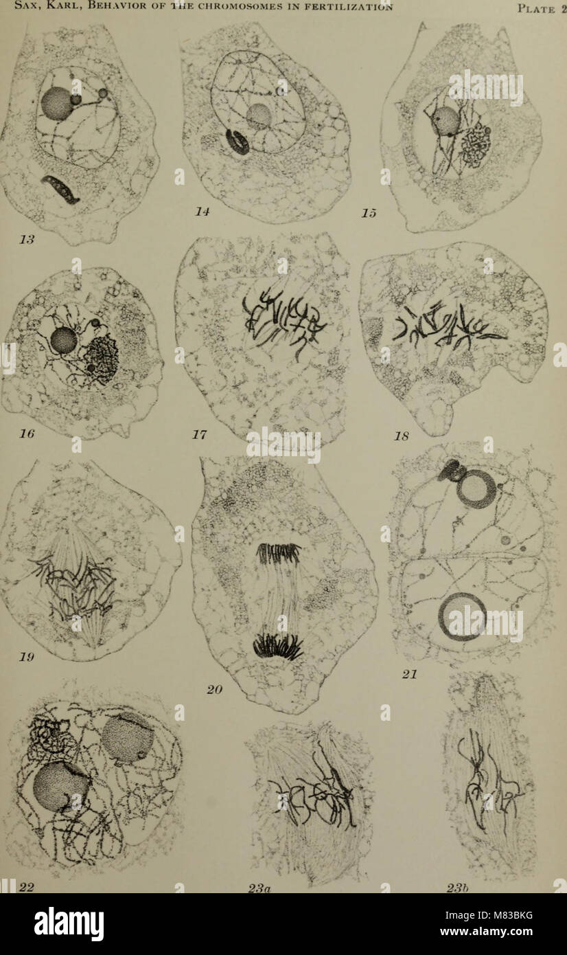 'Contributions from the Laboratory of Plant Genetics' (1909) includes ...