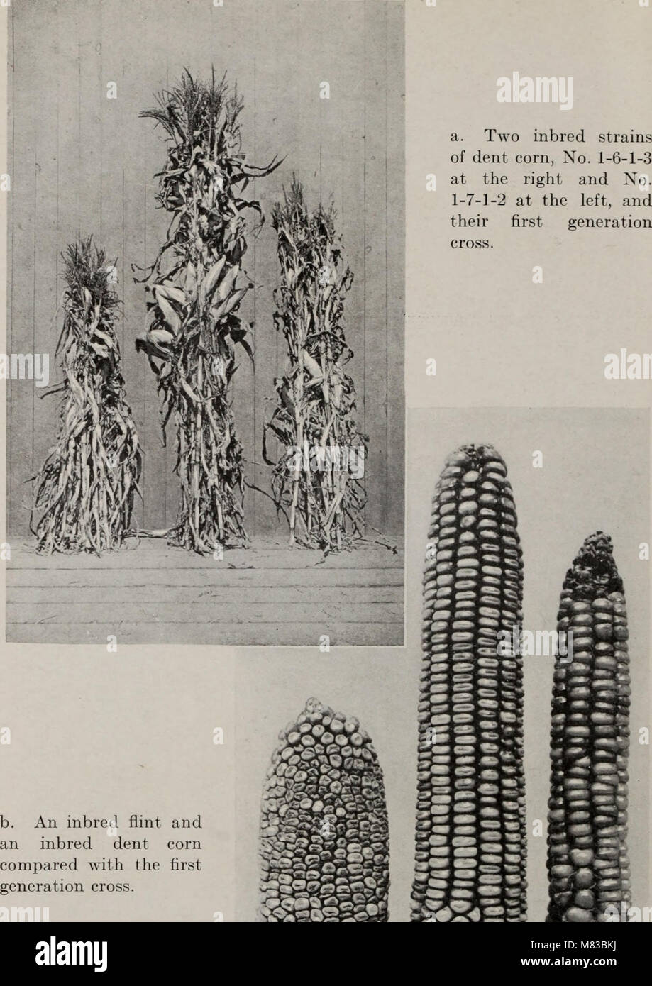 'Contributions from the Laboratory of Plant Genetics' (1909) presents ...