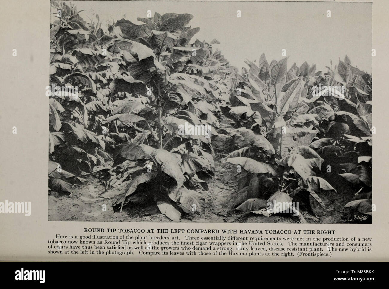 *Contributions from the Laboratory of Plant Genetics* (1909) details ...