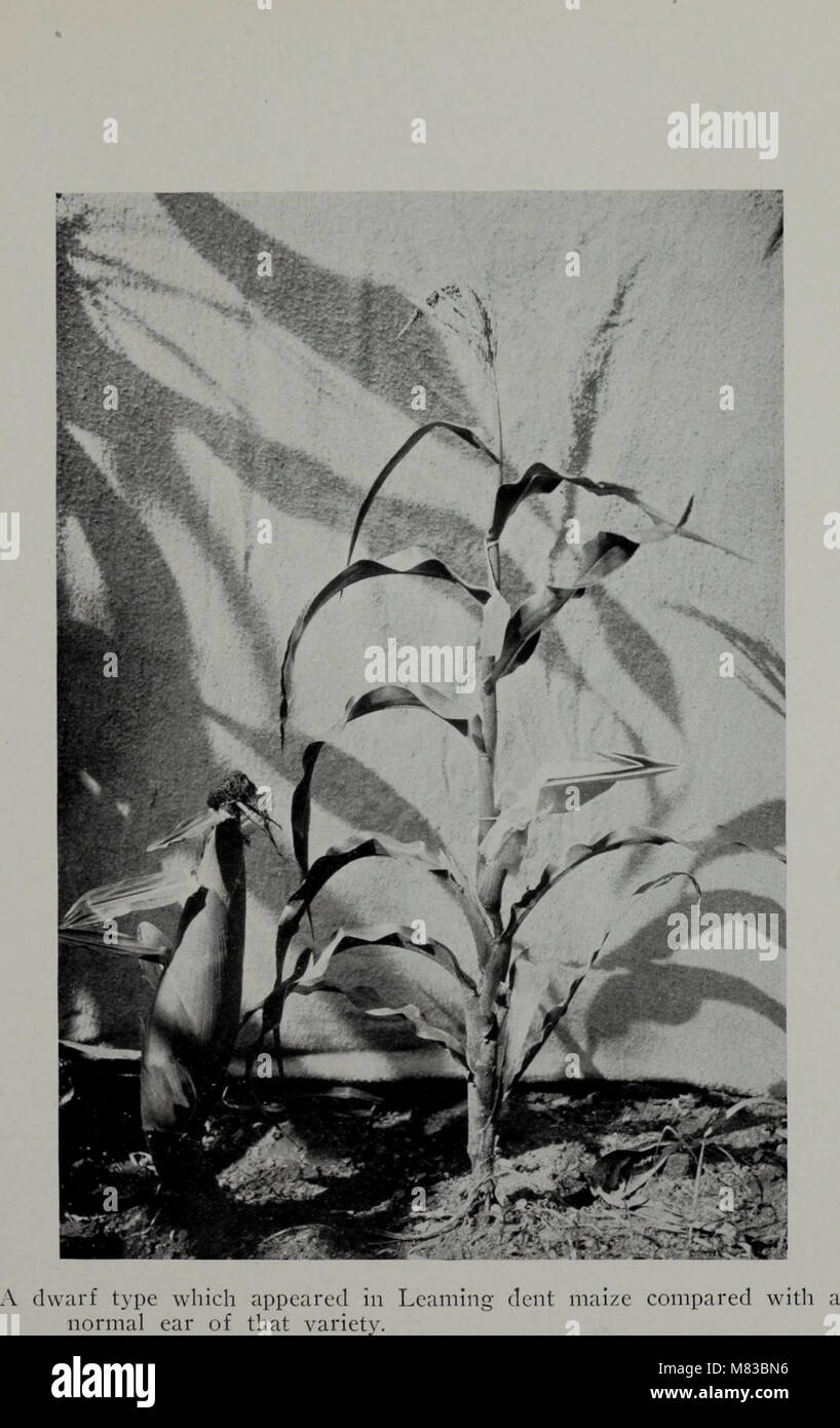 *Contributions from the Laboratory of Plant Genetics* (1909) offers ...