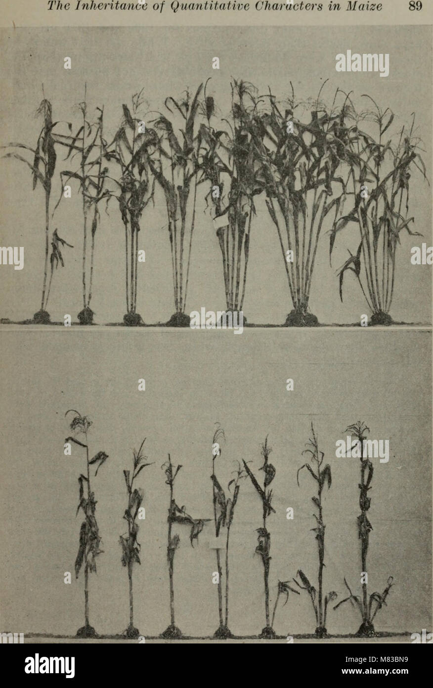Contributions from the Laboratory of Plant Genetics (1909) (20686712915 ...