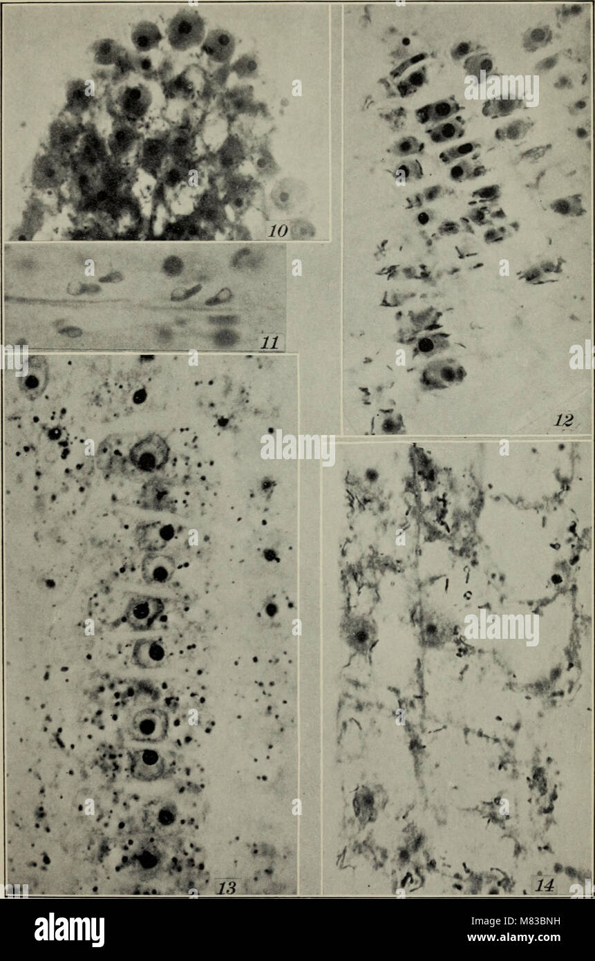 'Contributions from the Laboratory of Plant Genetics' (1909) highlights ...