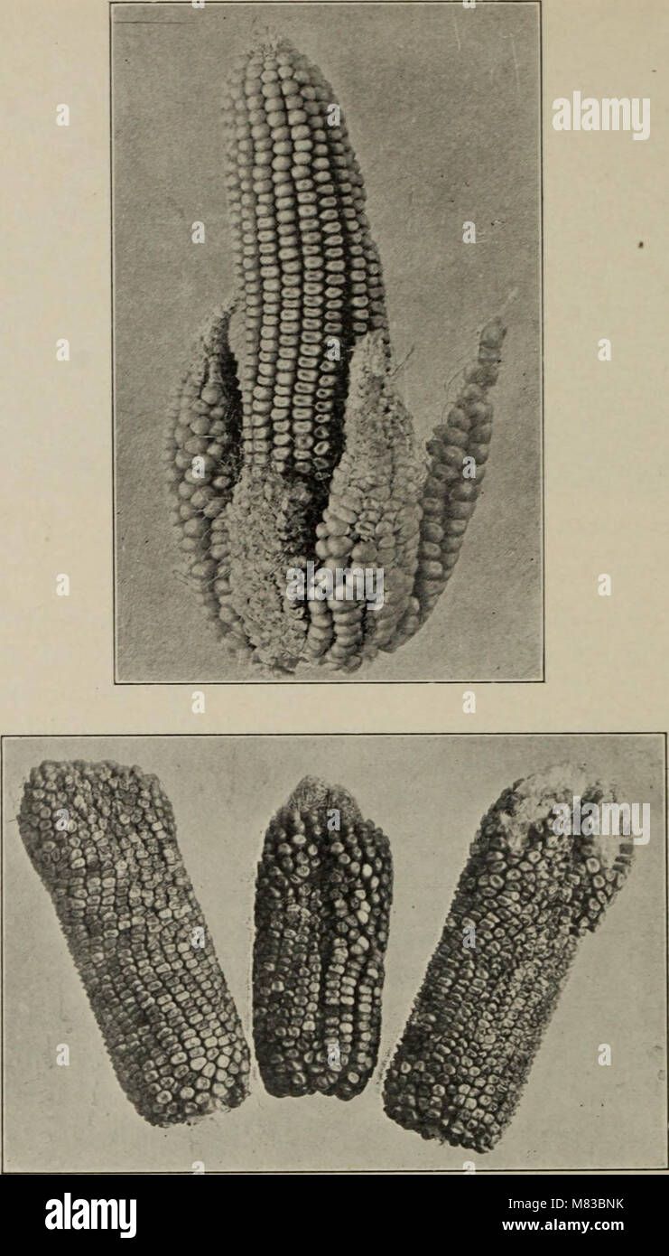 Contributions from the Laboratory of Plant Genetics (1909) (20693276451 ...