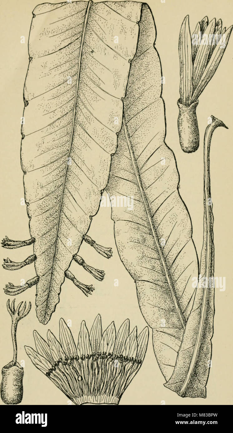 'Contributions from the New York Botanical Garden' (1899-) is a series ...