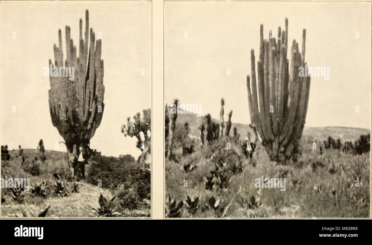 U s national herbarium hi-res stock photography and images - Alamy