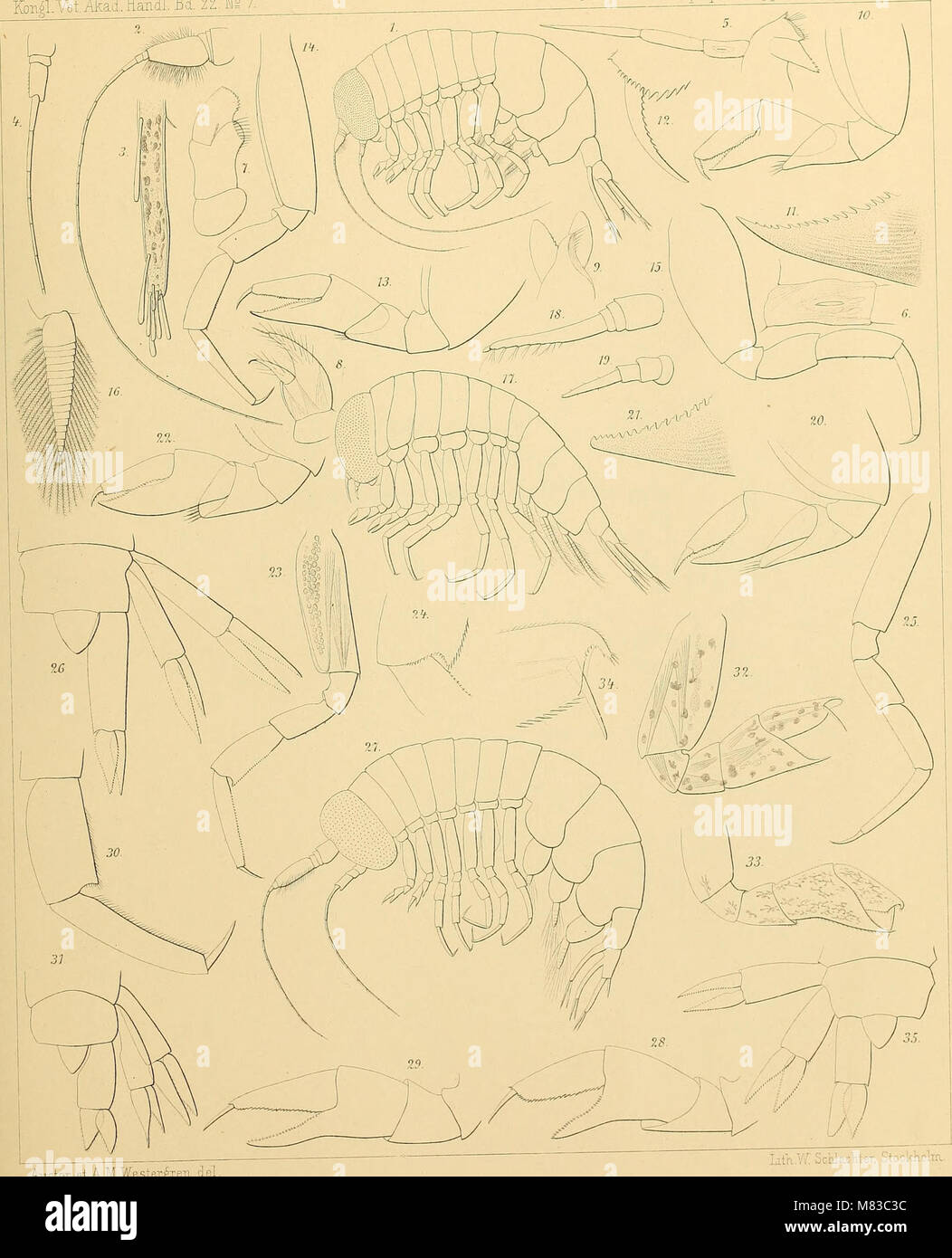 Contributions to a monograph of the Amphipoda Hyperiidea (1887 ...