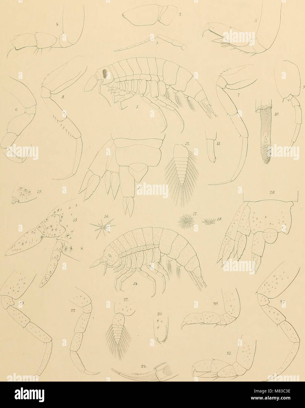 Contributions to a monograph of the Amphipoda Hyperiidea (1887 ...