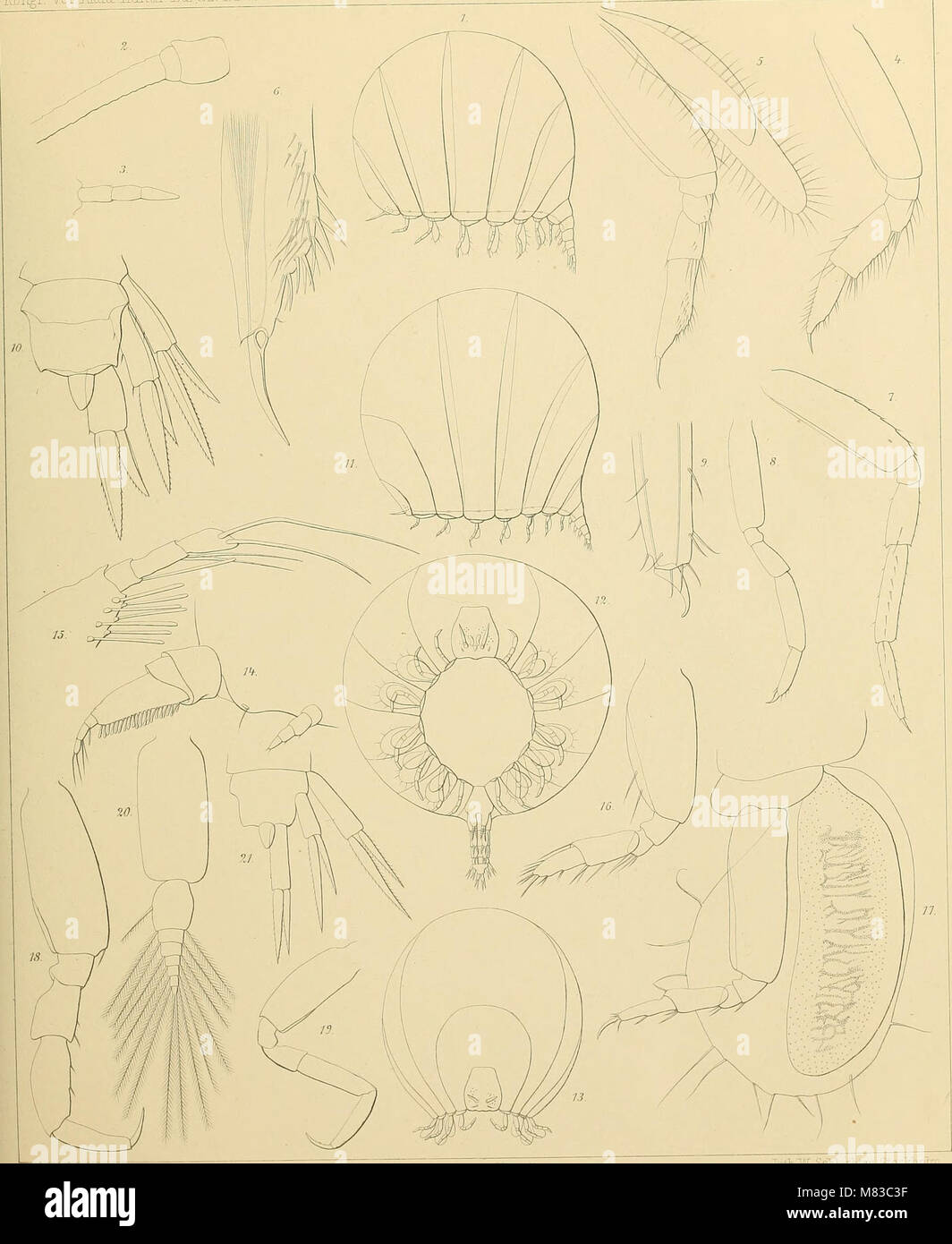 This 1887 monograph provides an in-depth study of the Amphipoda ...