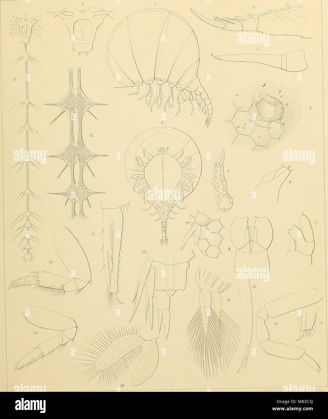 Contributions to a monograph of the Amphipoda Hyperiidea (1887 ...