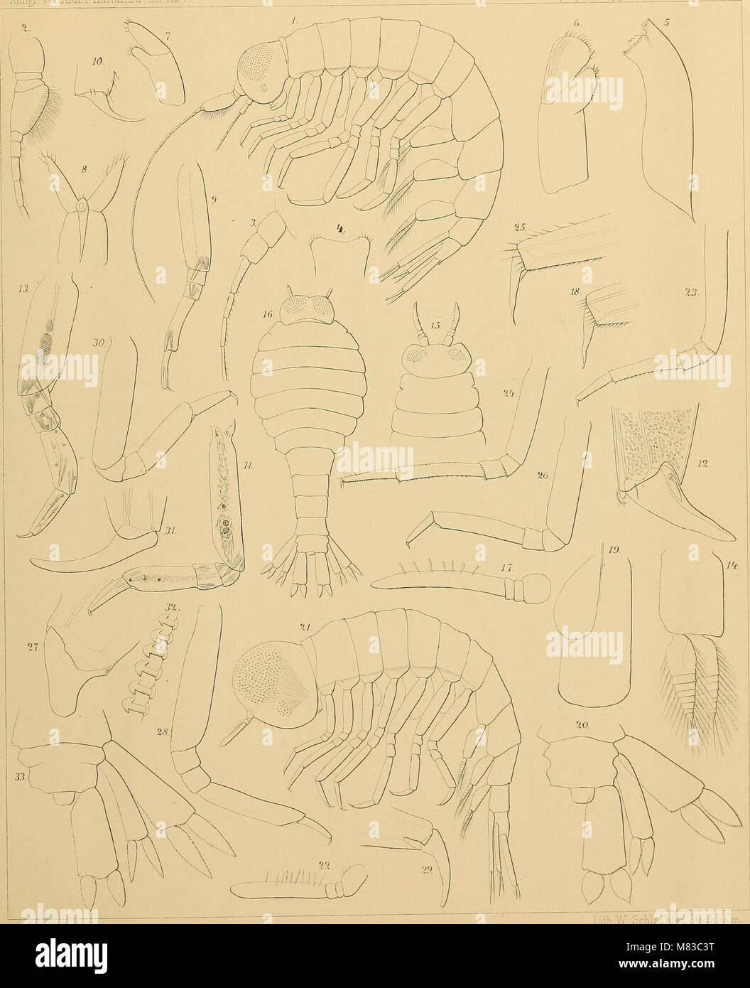 The 1887 monograph on Amphipoda Hyperiidea provides a detailed study of ...