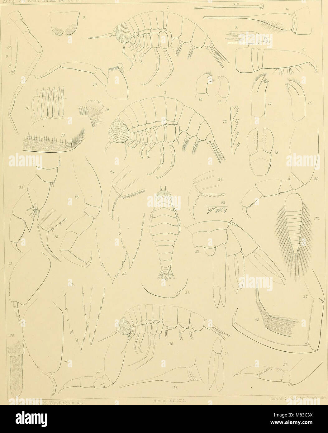 Contributions to a monograph of the Amphipoda Hyperiidea (1887 ...