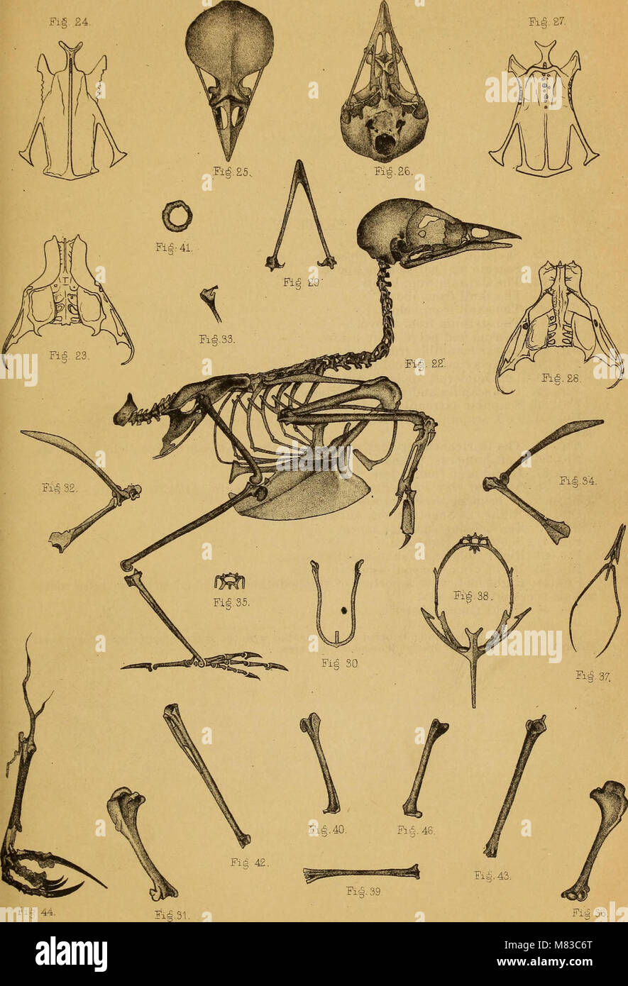 Internal anatomy bird organs hi-res stock photography and images - Alamy