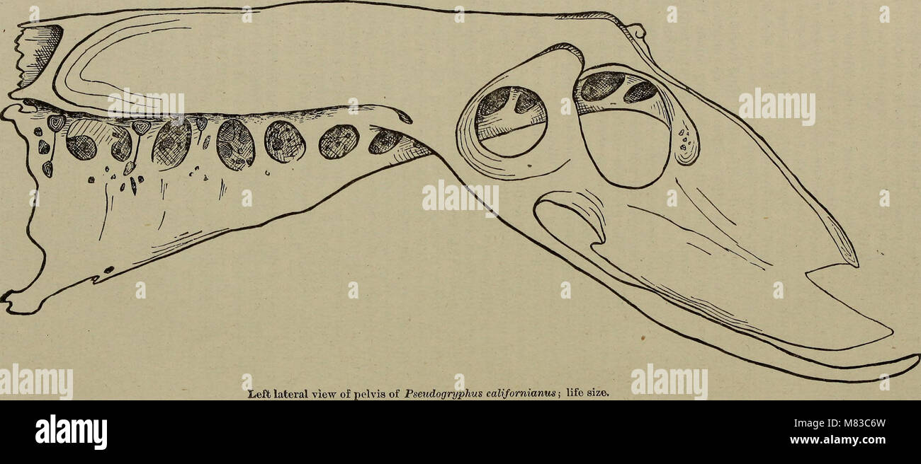 Muscles of birds hi-res stock photography and images - Alamy