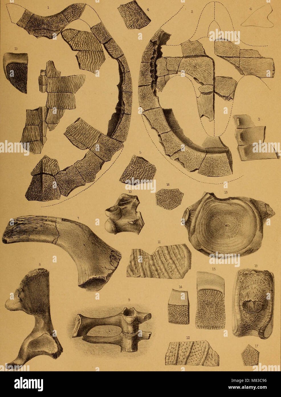 This work from 1873 documents extinct vertebrate species discovered in ...