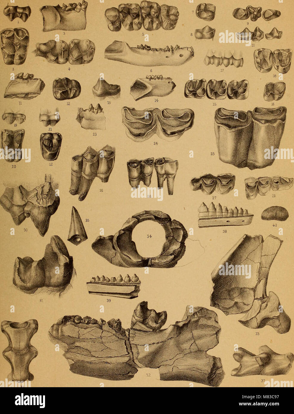 This 1873 work provides detailed contributions to the understanding of ...