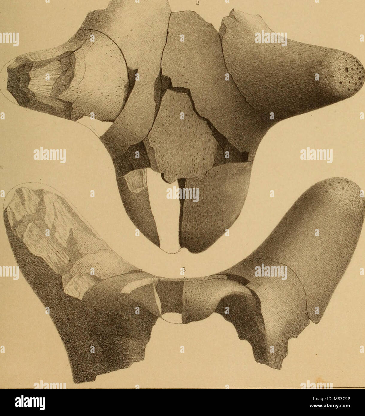 This 1873 work provides research on extinct vertebrate species from the ...