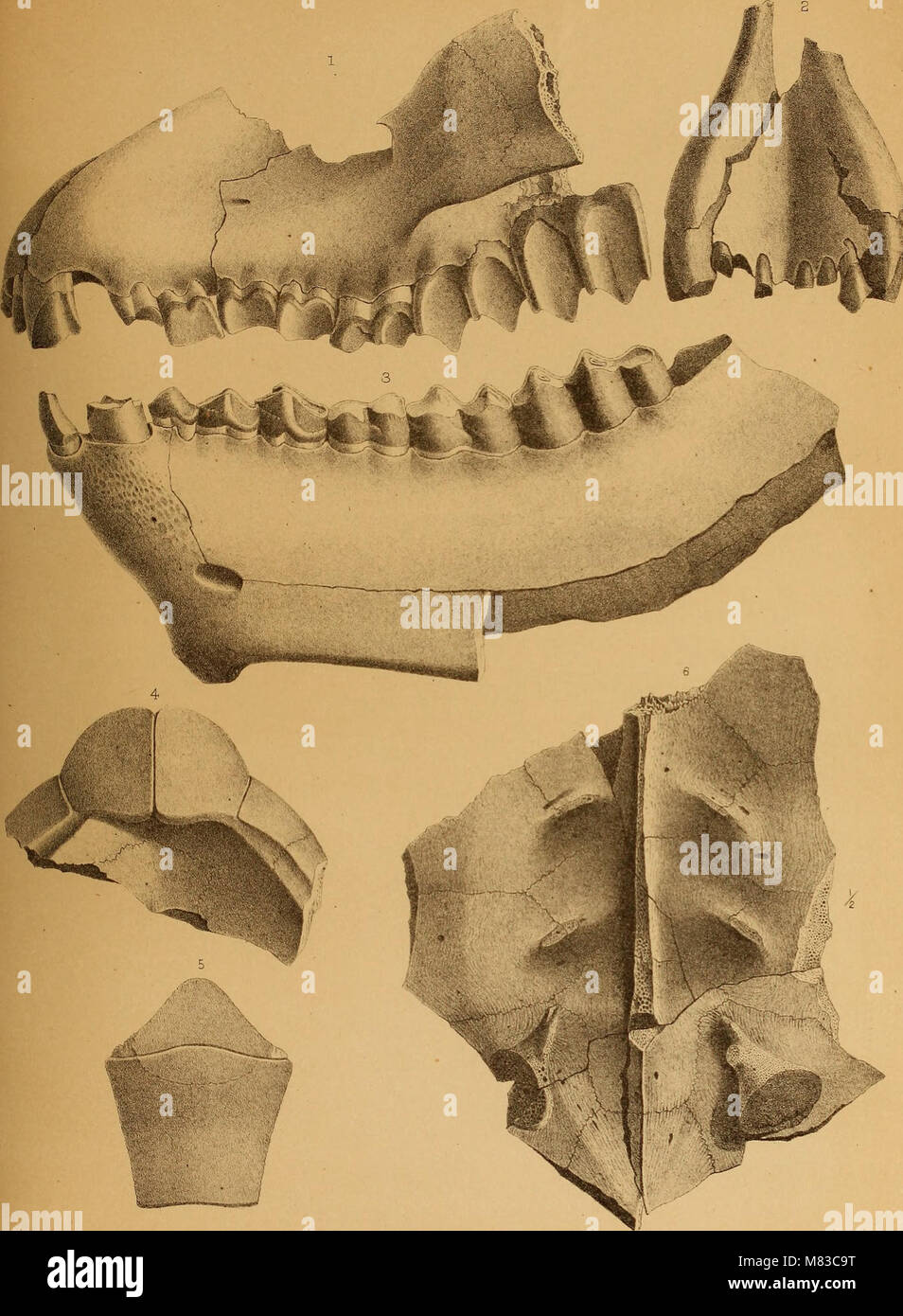 This 1873 work contributes to the study of extinct vertebrates from the ...