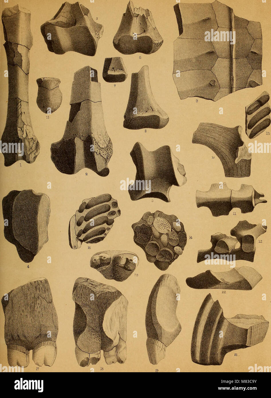 This 1873 work examines the extinct vertebrate fauna from the western ...