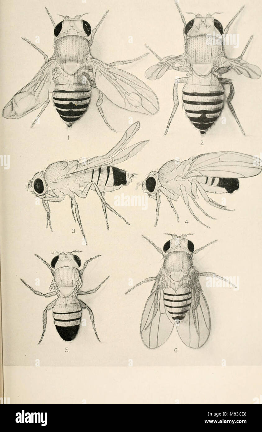 This 1919 research paper contributes to the field of genetics, focusing ...