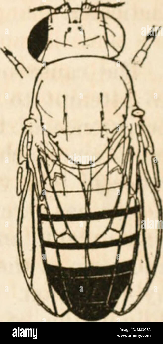 This 1919 work presents research on the genetics of *Drosophila ...