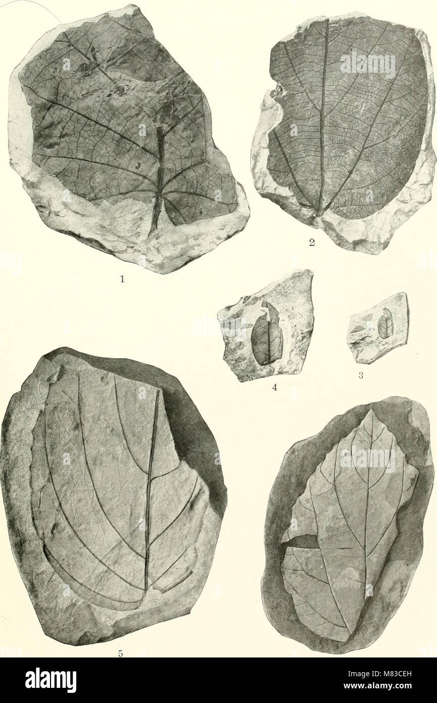 This 1916 report presents geological and paleontological findings from ...