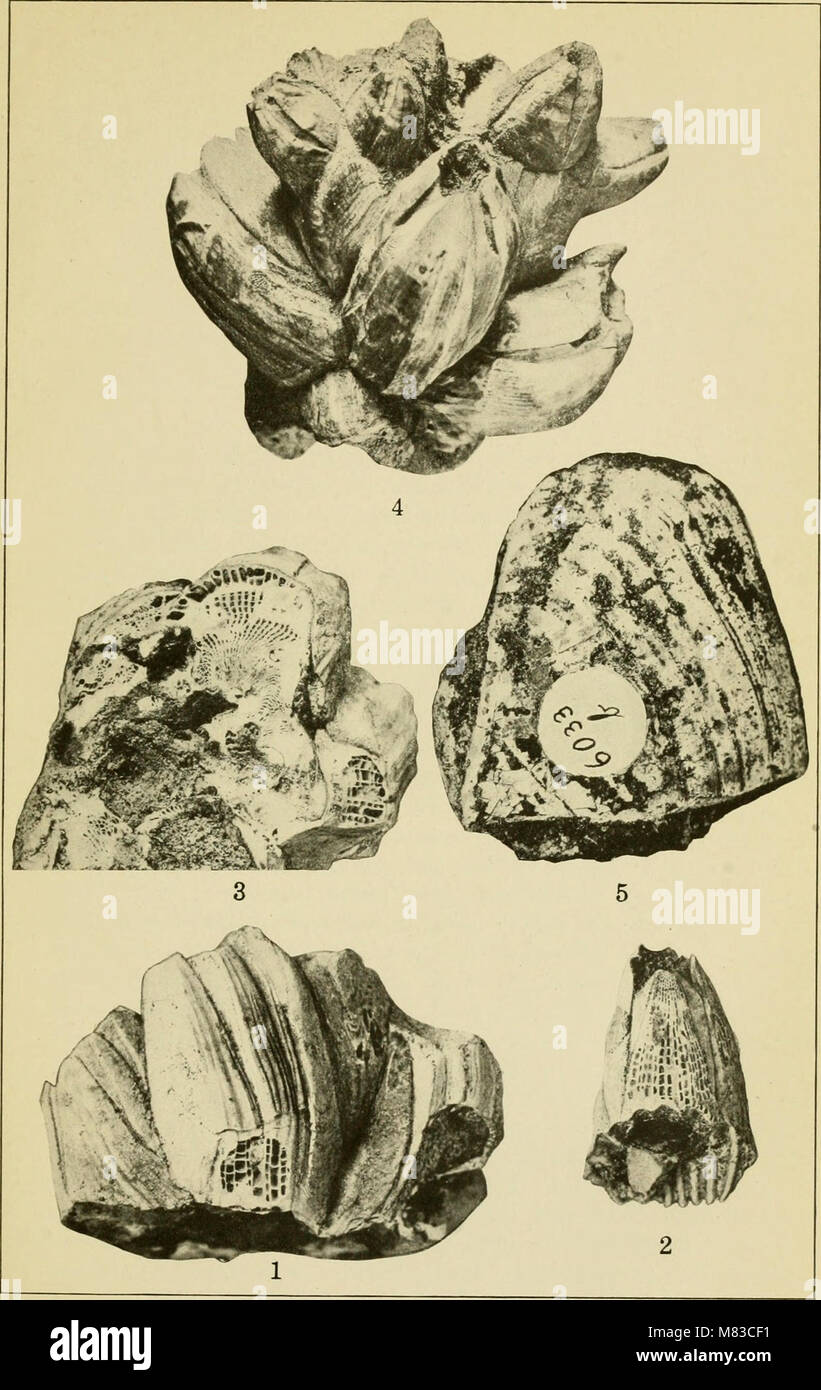Fossil zones hi-res stock photography and images - Alamy