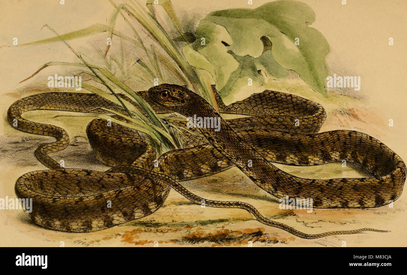 *Contributions to the Natural History of Labuan and the Coasts of ...