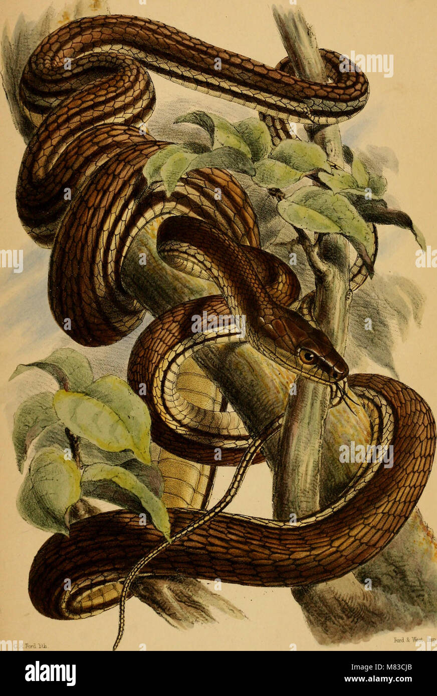 This 1855 work details the natural history of Labuan and Borneo's ...