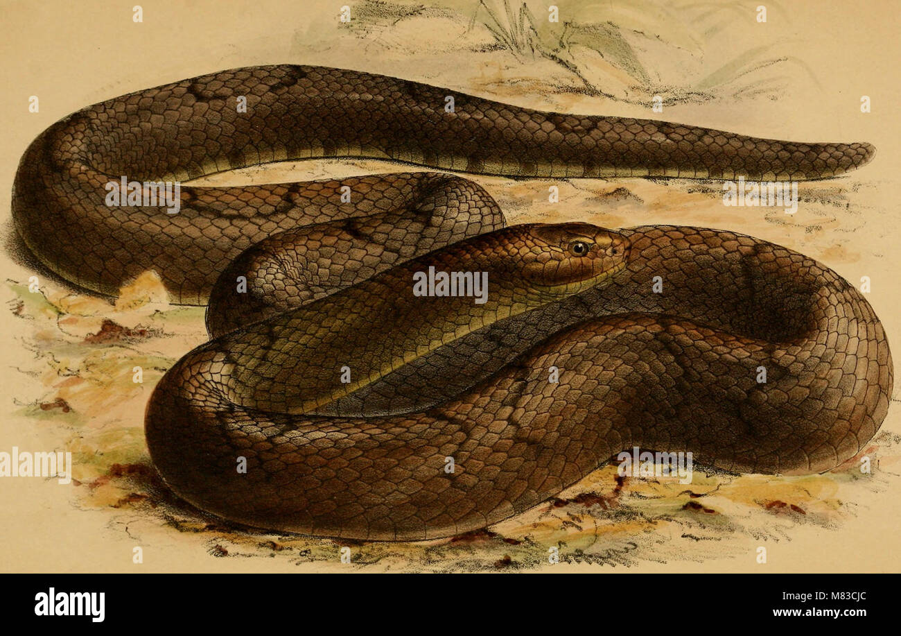 Contributions to the natural history of Labuan, and the adjacent coasts ...