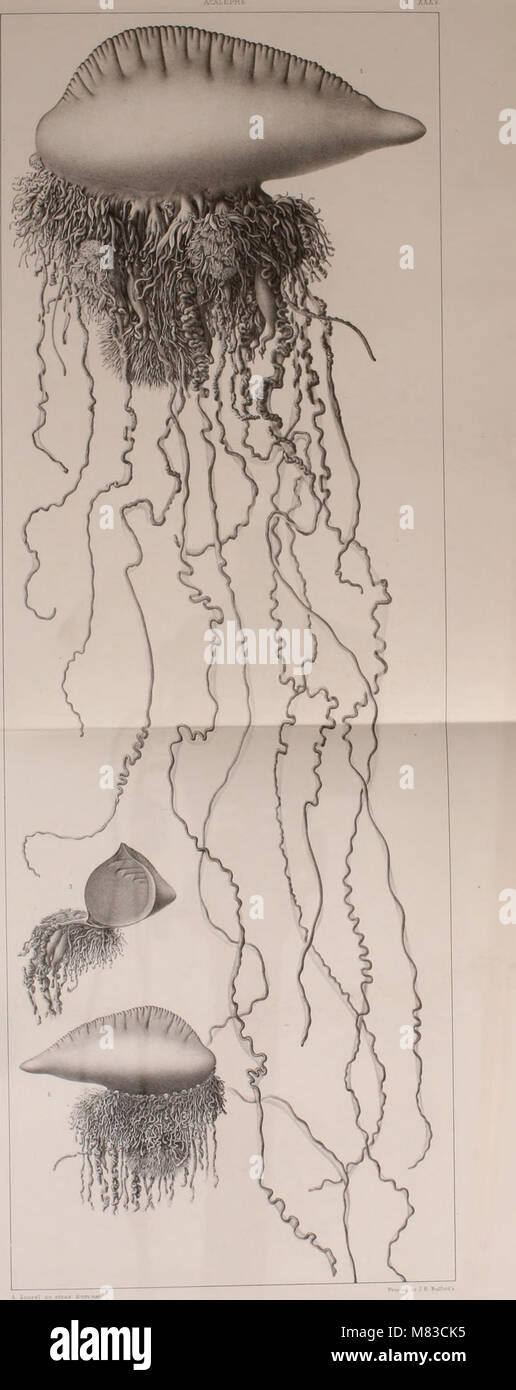 Contributions to the natural history of the United States of America ...