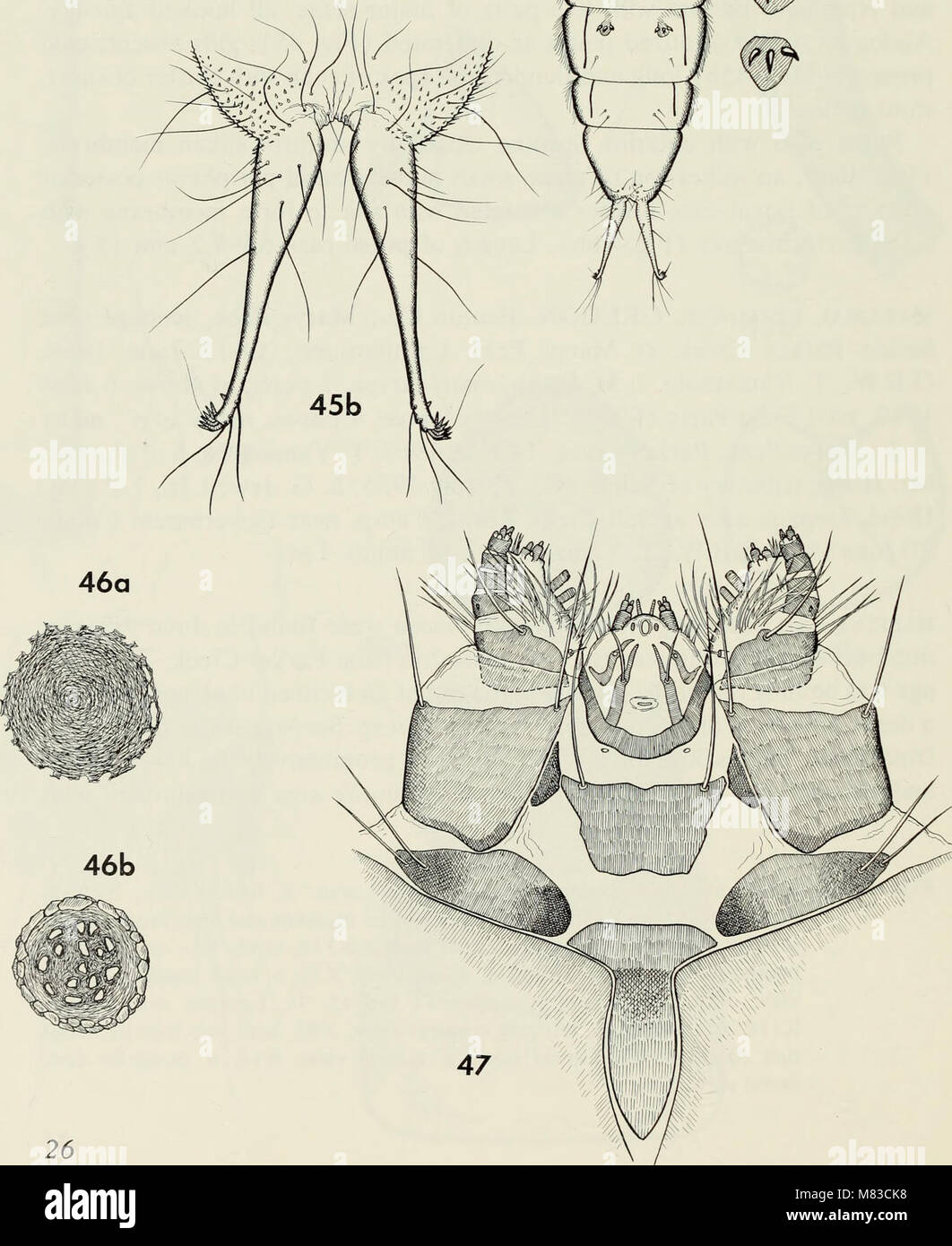 This work focuses on the systematics of the caddisfly family ...