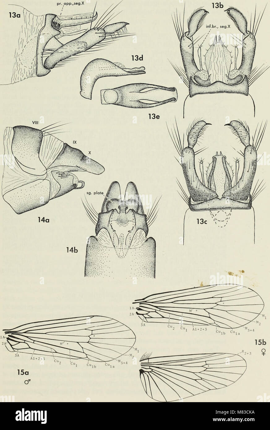 Contributions to the systematics of the caddisfly family Limnephilidae ...