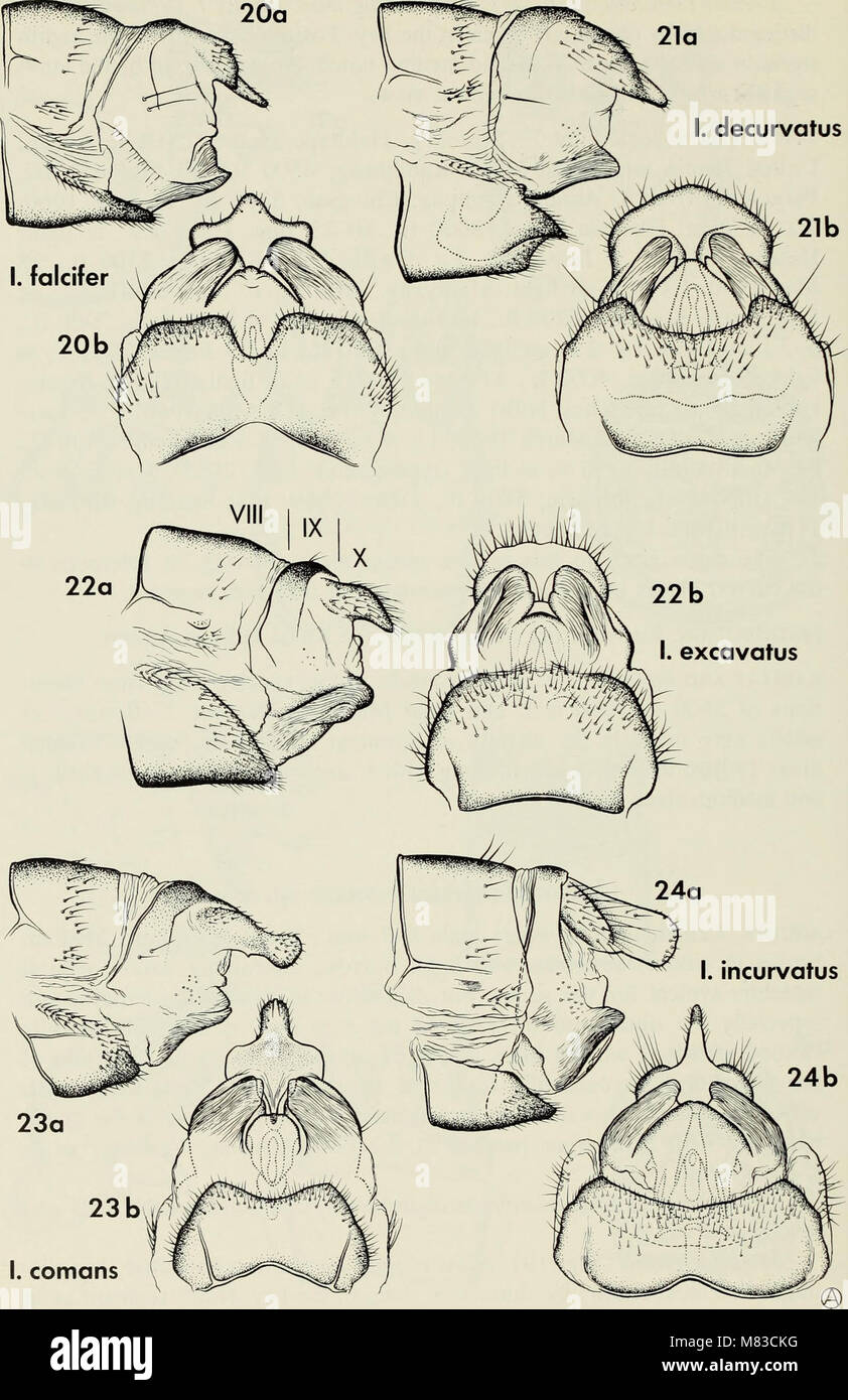Contributions to the systematics of the caddisfly family Molannidae in ...