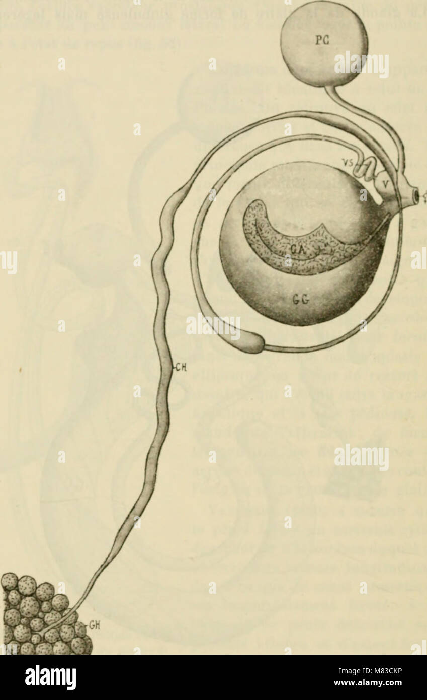 Contribution à l'étude des Gastéropodes, opisthobranches et en ...