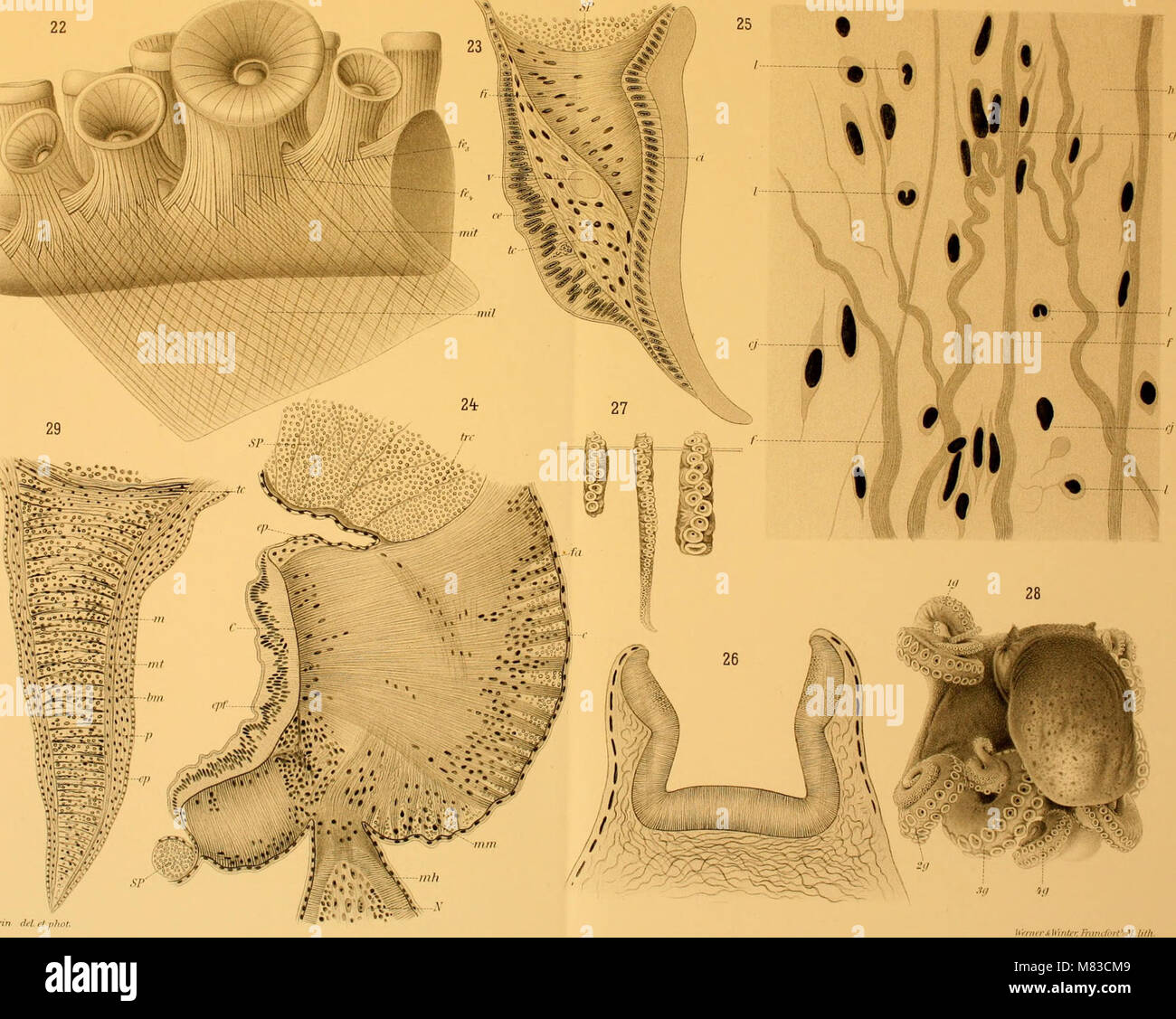 Cutané hi-res stock photography and images - Alamy