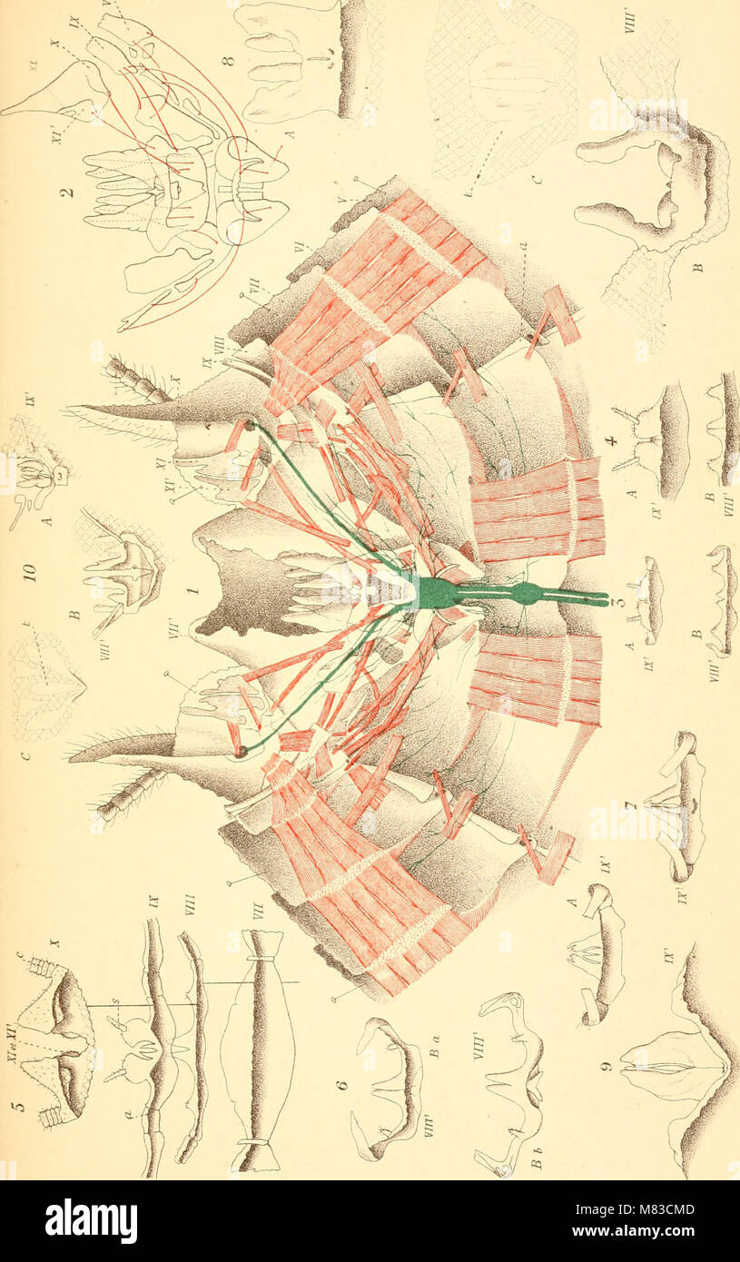 'Contribution to the Study of the Morphology of Insect Genitalia' (1895 ...