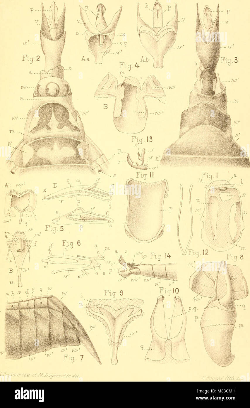 This 1895 study focuses on the morphological analysis of the genital ...