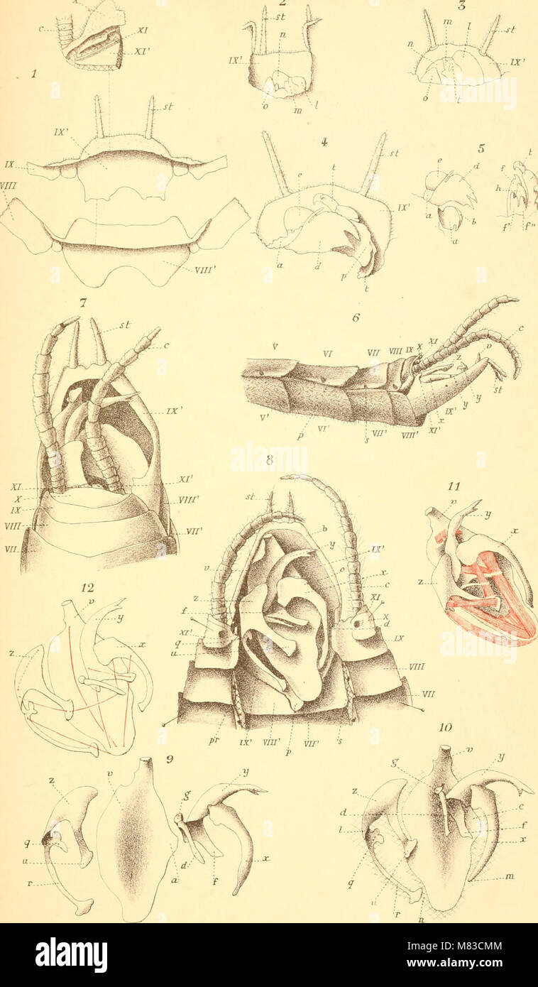 This 1895 study on insect genital morphology focuses on the anatomical ...