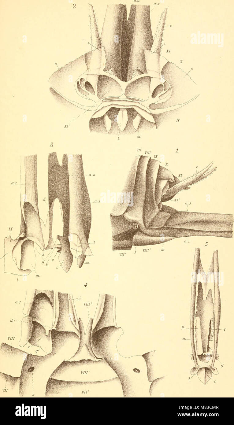 This 1895 study focuses on the morphology of insect genitalia. It ...