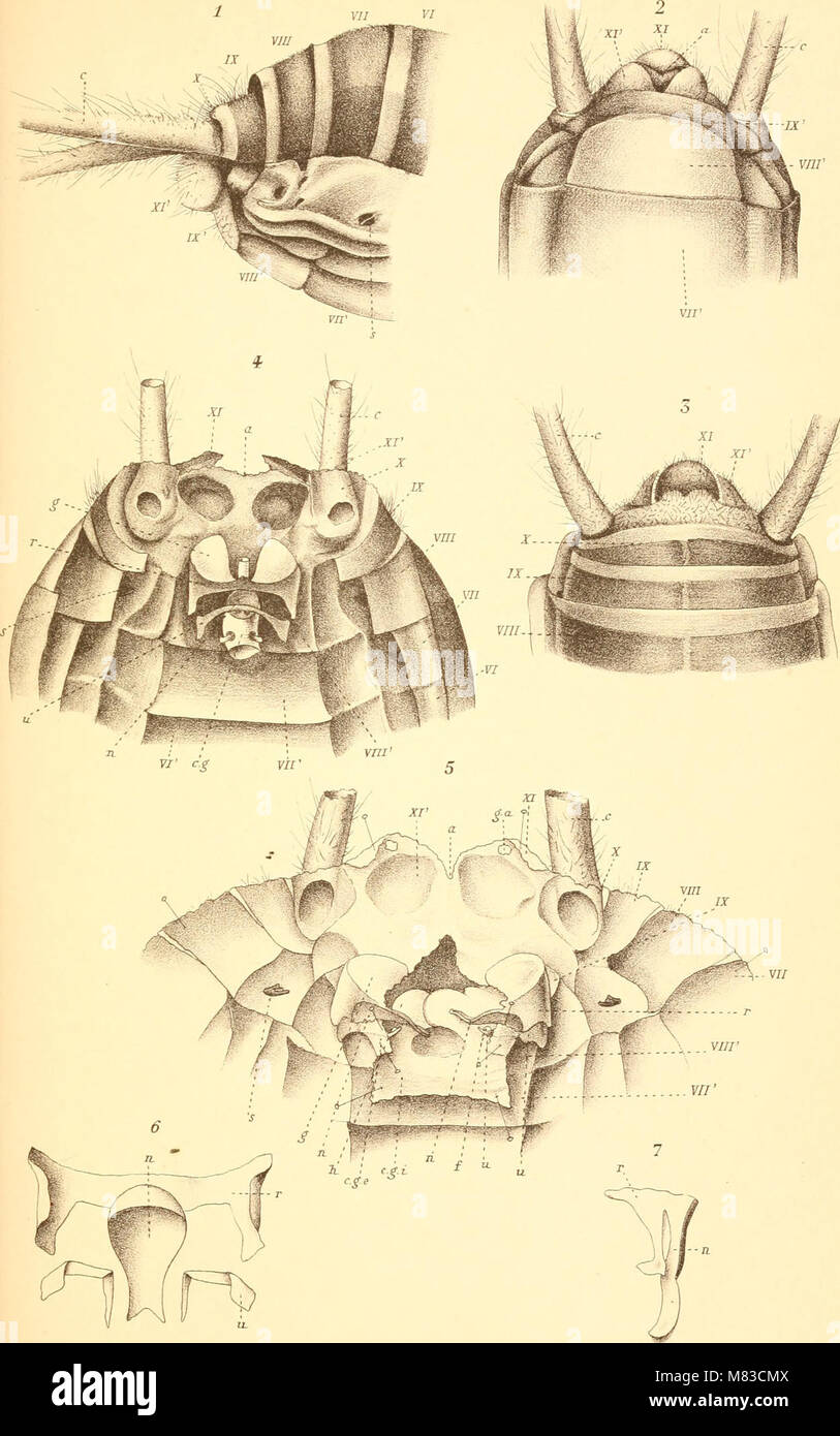 This 1895 work contributes to the study of insect genital armature ...