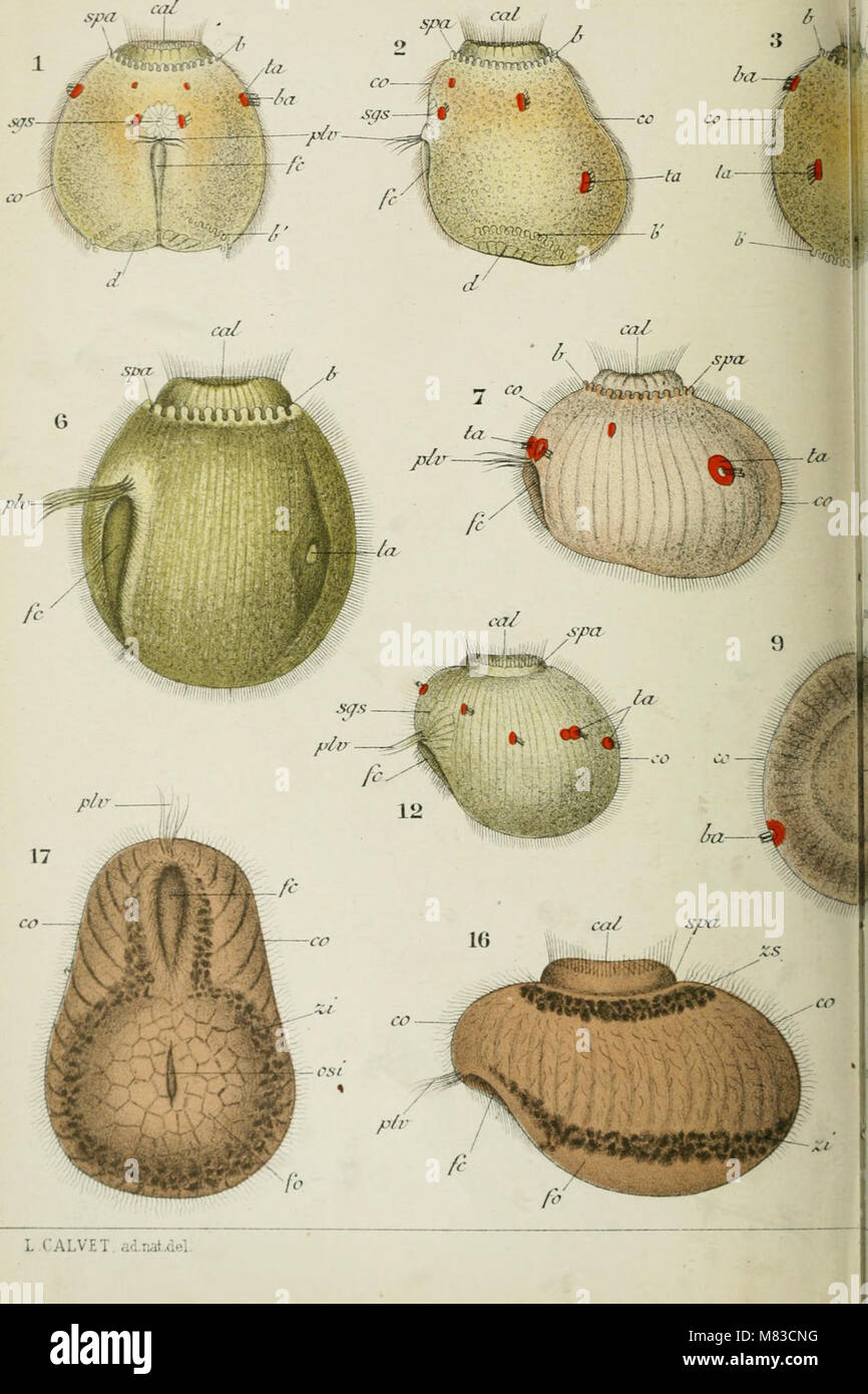This 1900 work provides a detailed study of marine bryozoans ...