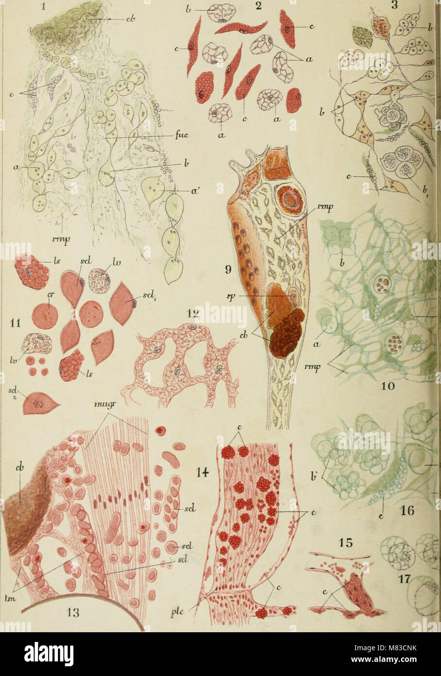 This 1900 work focuses on the natural history of marine bryozoans ...