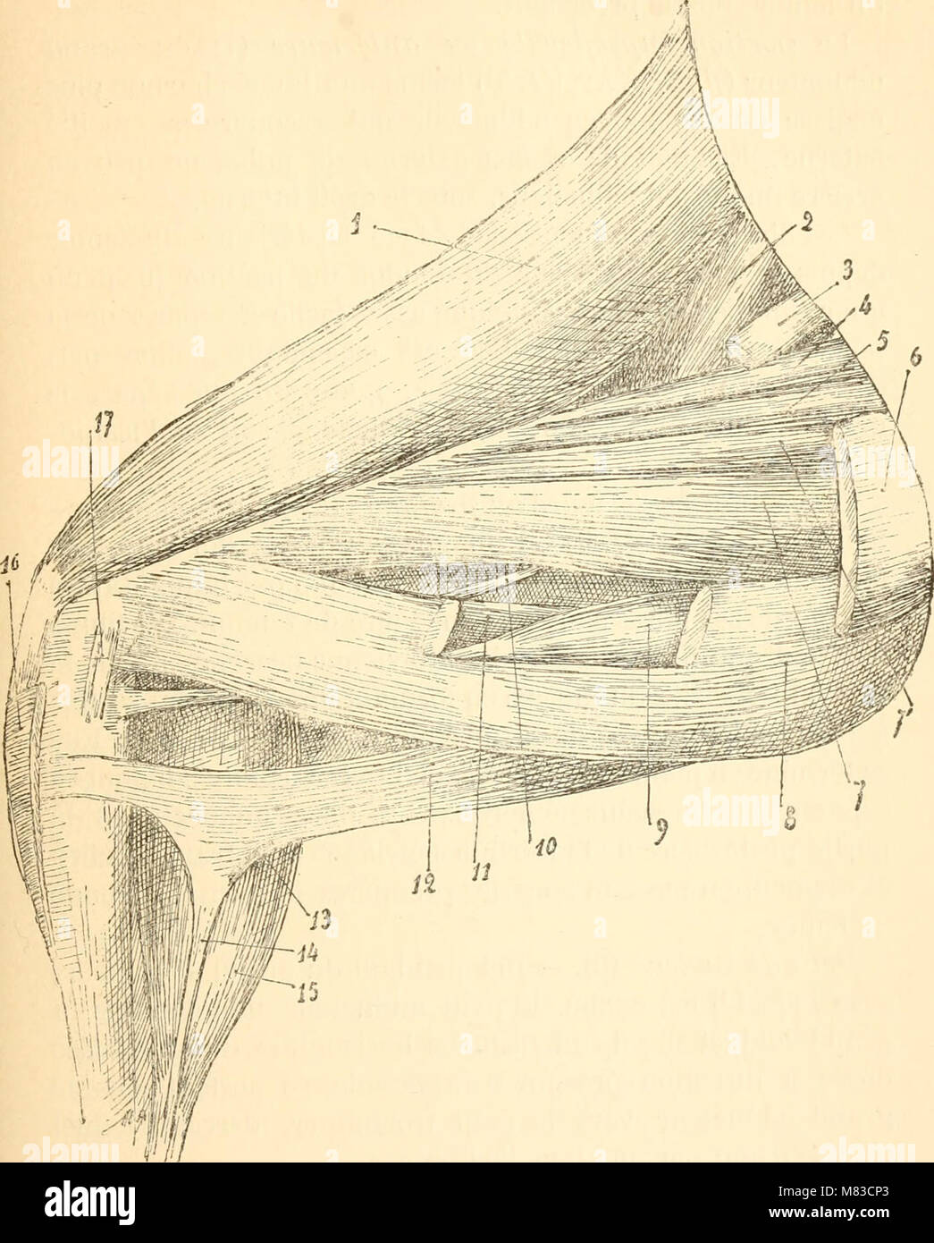 This 1900 work focuses on the myology (muscle structure) of rodents ...