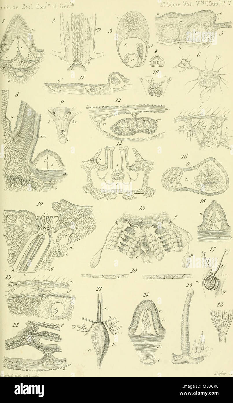 This 1887 study focuses on the anatomical characteristics of AstÃ©rides ...