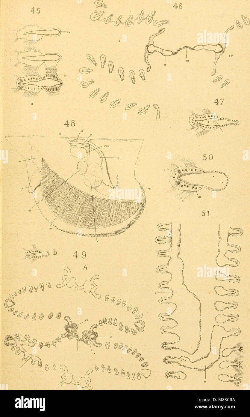 Bivalve classification hi-res stock photography and images - Alamy