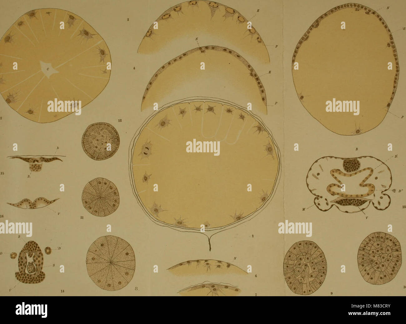 This *Contribution to the Embryology and Phylogeny of the Pycnogonids ...