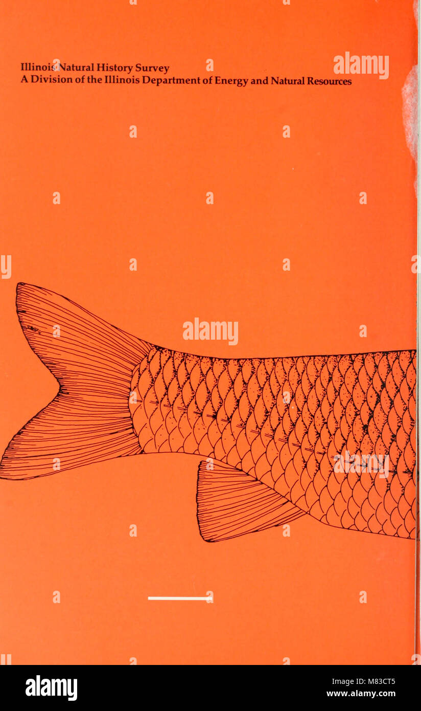 Triploid grass carp hi-res stock photography and images - Alamy