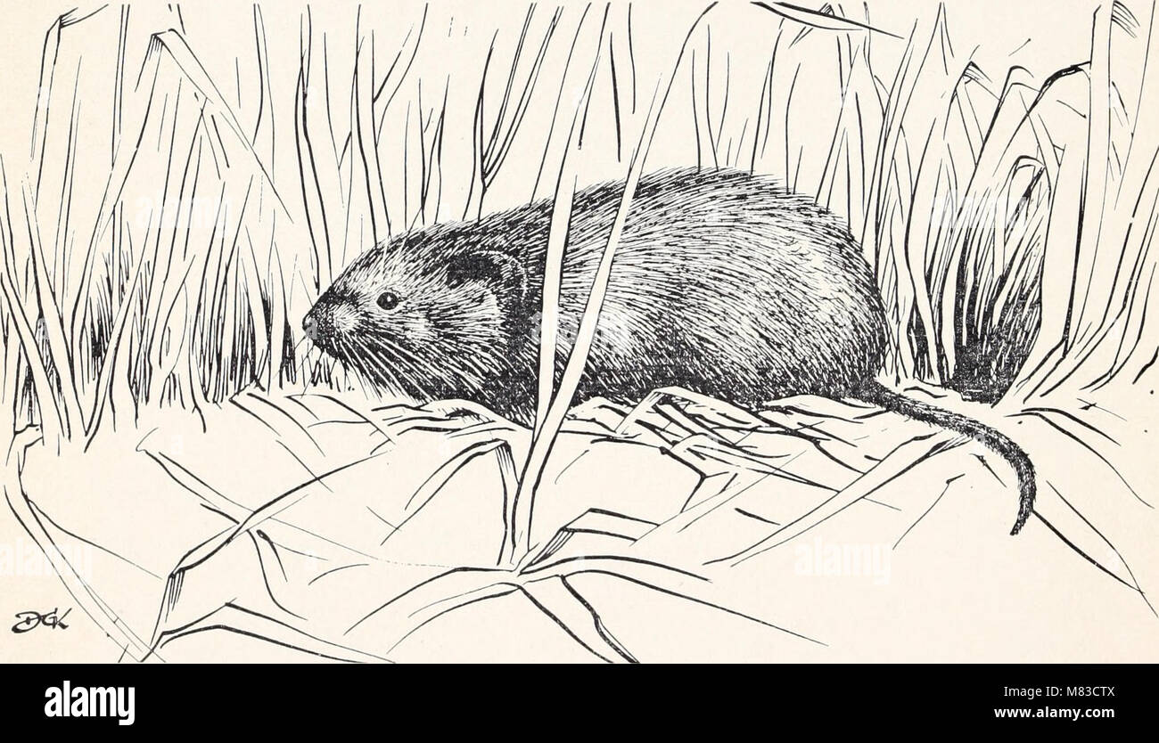 Controlling field rodents in California (1958) (20665664296 Stock Photo ...