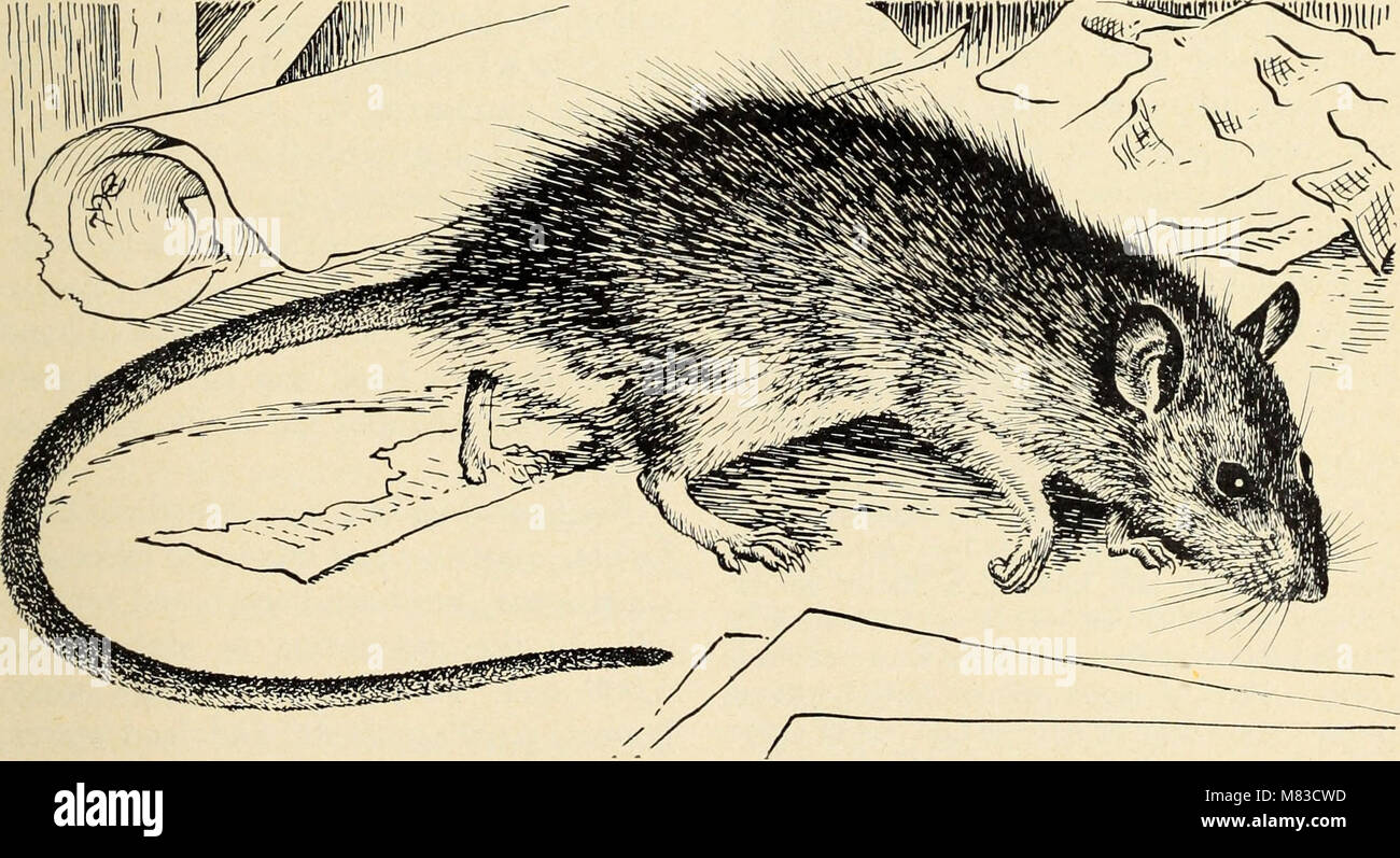 Controlling rats and mice (1952) (20698720071 Stock Photo - Alamy